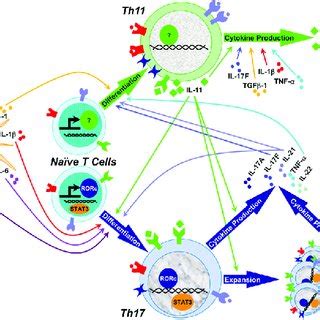 IL 11 selectively induced naïve CD4 T cell differentiation into Th17