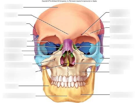 Bones Of The Skull Anterior View Diagram Quizlet