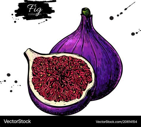 Fig Drawing