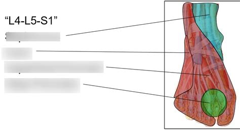 Dorsal Surface Innervation OMM Lecture 16 Diagram Quizlet