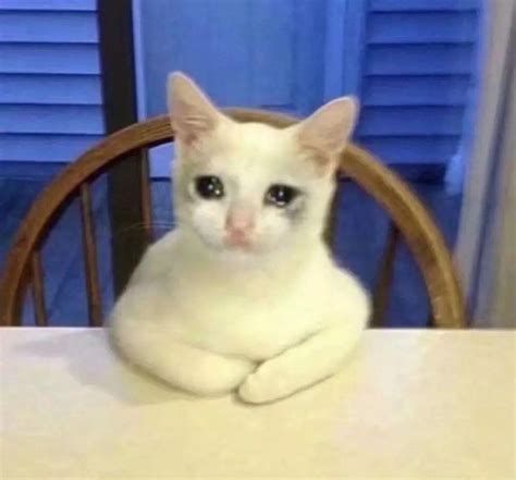 流泪猫猫头 表情包 知乎