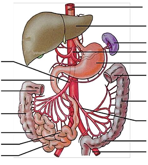 Schéma Vascularisation tube digestif Diagram Quizlet