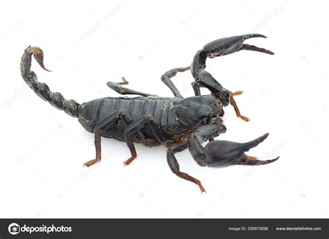Imagen Del Escorpión Emperador Pandinus Imperator Sobre Fondo Blanco