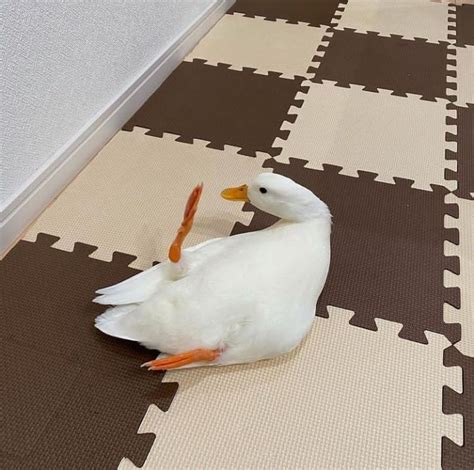 𝙎𝙀𝙆𝙐𝙎𝙃𝙄 on Twitter RT shouldhaveaduck https t co hRWeY2cPt4