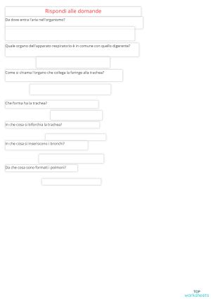 L Apparato Respiratorio Scheda Interattiva TopWorksheets