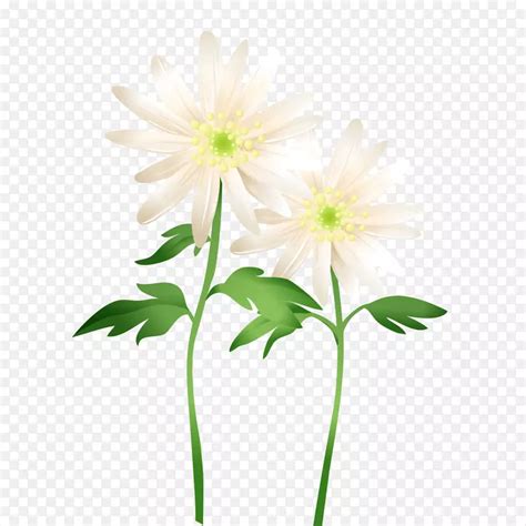 白色的菊花PNG图片素材下载 图片编号yjeopglq 免抠素材网