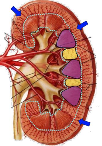 Histology Lecture 16 The Urinary System Flashcards Quizlet
