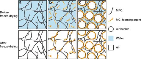 Illustration Of The Investigated Systems A Unfoamed MFC Porous Solids