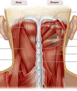 Muscles That Move The Head And Neck Posterior Neck Muscles Diagram