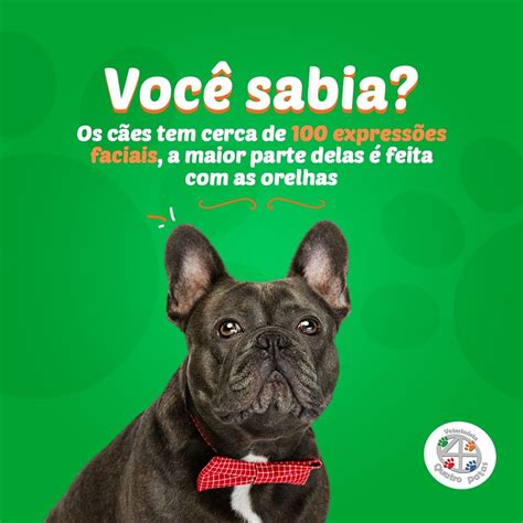 Você sabia Os cães tem cerca de 100 expressões faciais Veterinária