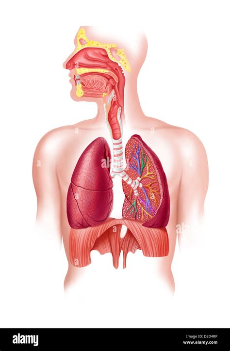 Aparato respiratorio fotografías e imágenes de alta resolución Alamy