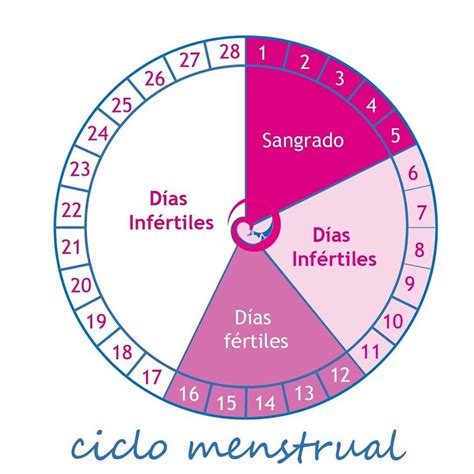 Como Se Calculan Los Dias Fertiles Bellota Digital