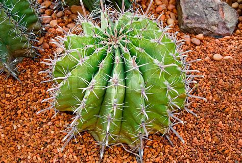 The Cactus Stock Image Colourbox
