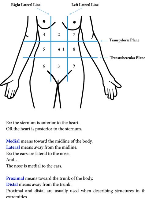 9 Regions Of The Body