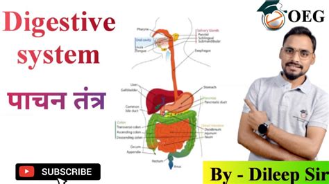 Digestive System Overview Of The Digestive System In