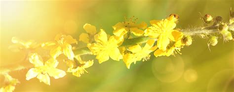 Original Bachblüte Nummer 1 Agrimony Original Bachblüten Nr 1 Odermennig