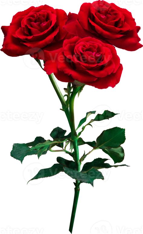 flores rosas rojas aisladas para bodas de amor y día de san valentín