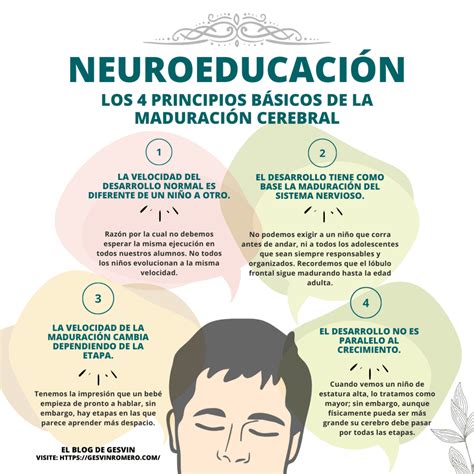 Neuroeducación Los 4 Principios Básicos de la Maduración Cerebral y