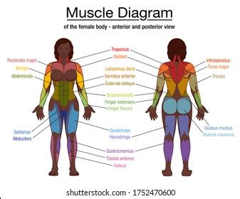 Muscle Diagram Most Important Muscles Athletic Stock Vector Royalty