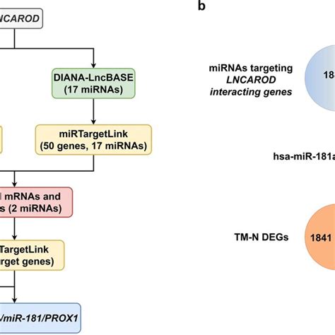 Construction Of A LncRNA MiRNA MRNA Network The Workflow Of