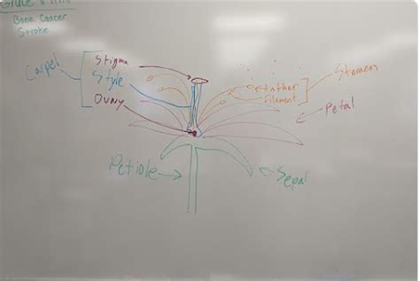 Plants Bio Test Flashcards Quizlet
