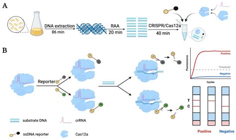 Biosensors Free Full Text Ultrasensitive And Rapid Visual Detection