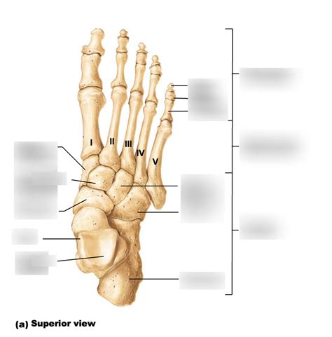 Foot Diagram Diagram Quizlet