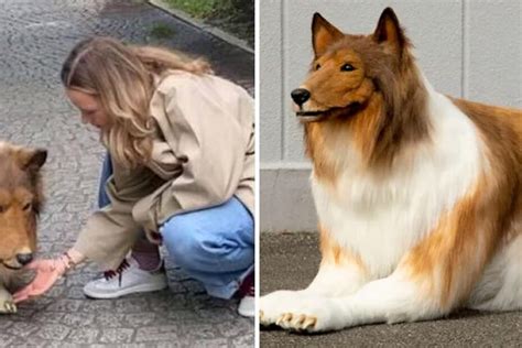 Hombre gastó más de 10 mil dólares para transformarse en un perro La
