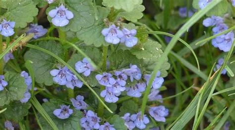 Creeping Lawn Weeds Identification And Control With Pictures