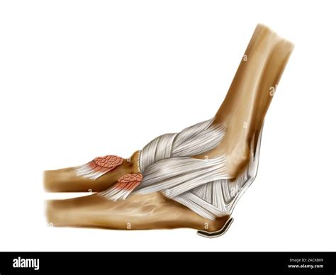 Ilustración de la articulación del codo Esta ilustración es vista