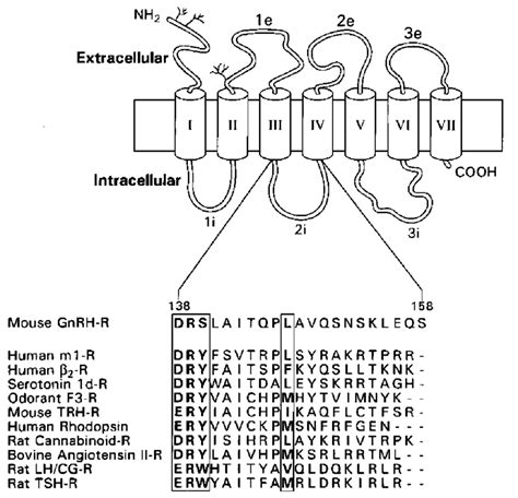 Amino Acid Sequence Alignment Of The Second Intracellular Loop Of Download Scientific Diagram