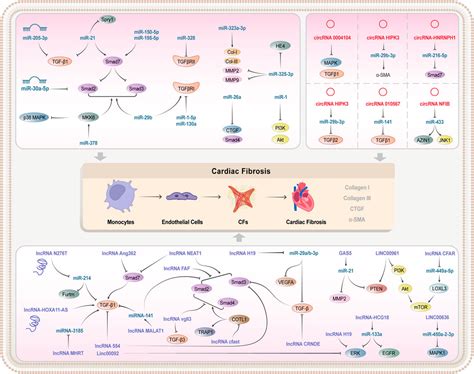 Mechanism Of Action Of Non Coding RNAs And Traditional Chinese Medicine