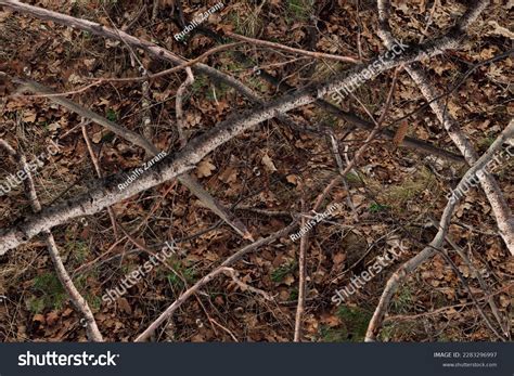 Tree Camo Wallpaper
