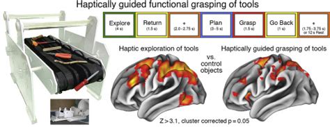 The Neural Underpinnings Of Haptically Guided Functional Grasping Of