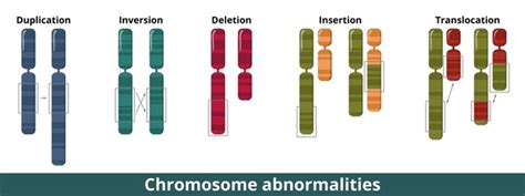 Anomalías Cromosómicas Estructurales