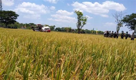 Wilayah Selatan Mulai Kering Akibat El Nino Pemkab Sukoharjo Pantau