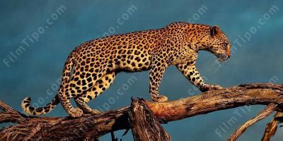Leopardo I Film Migliori E Nuovi