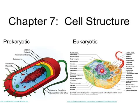 Ppt Chapter Cell Structure Prokaryoticeukaryotic Dokumen Tips