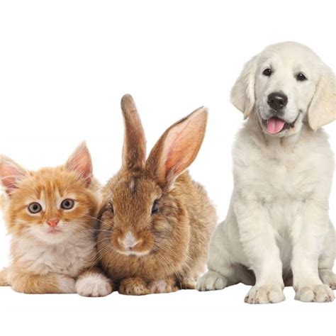Cual Es Mas Lindo Gatitos O Cachorros
