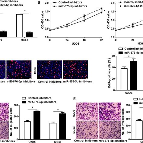 MiR8765p Knockdown Promotes Osteosarcoma OS Cell Proliferation
