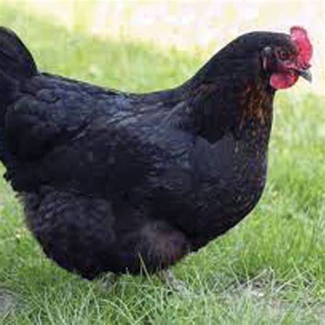Grande variété de poules pondeuses prêtes à pondre Ferme de Parigny