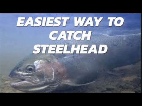 Easiest Way To Catch Steelhead Youtube