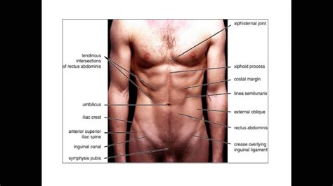 Diagram Diagram Of Abdominal Mydiagram Online