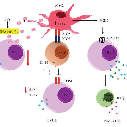 Differentiation Of ILCs From Hematopoietic Stem Cells HSCs HSCs