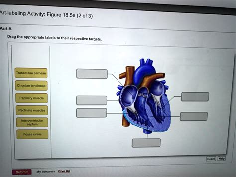 SOLVED Art Labeling Activity Figure 18 5e 2 Of 3 Part A Drag The