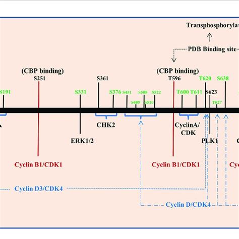 Structure Of Forkhead Transcription Factor M Foxm And Its
