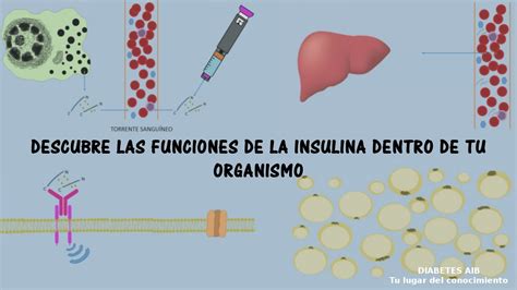 Función y actuación de la insulina en el cuerpo humano a nivel