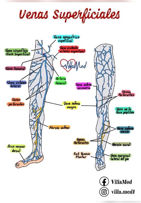 MIEMBRO INFERIOR Miembro Inferior Anatomia Y Fisiologia Humana