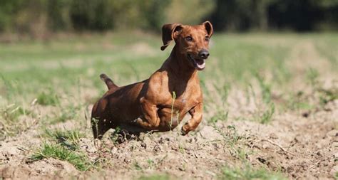 Teckel o Dachshund o perro salchicha características cuidados y educación