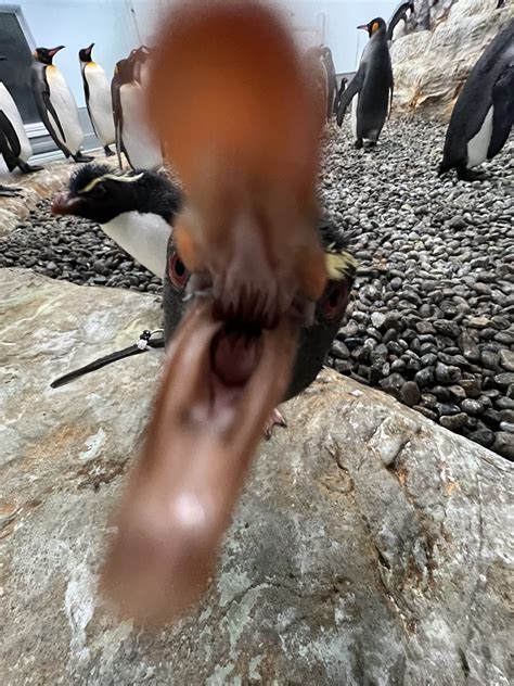 Youichi on Twitter RT asahiyamazoo1 今週のイワトビペンギン 旭山動物園